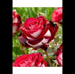 jdjdj - Song Lyrics and Music by bdhdh arranged by ibocan2066 on Smule ...